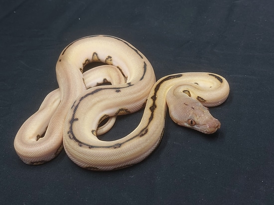 Platinum Velvet Reticulated Python by Honor Reptiles