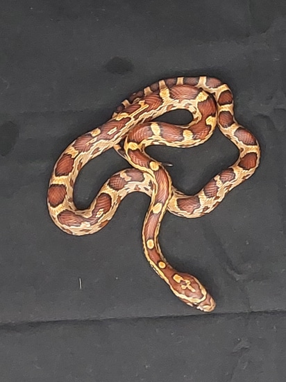 2023 5.5 Okeetee Het Lavender Corn Snake by Honor Reptiles