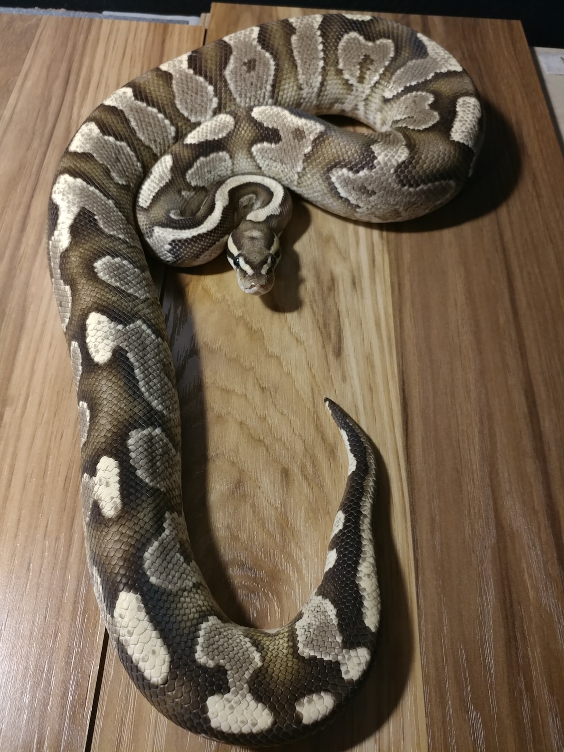 Disco Yellowbelly Ball Python by Cool Creatures - MorphMarket