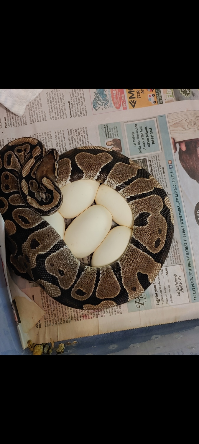 Normal 5 Ball Python by Cool Creatures - MorphMarket