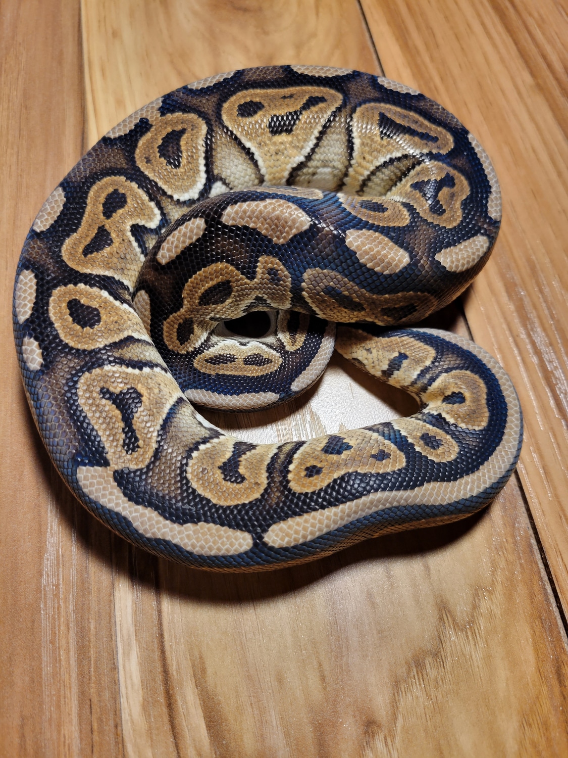 Cinnamon Ball Python by Cool Creatures - MorphMarket
