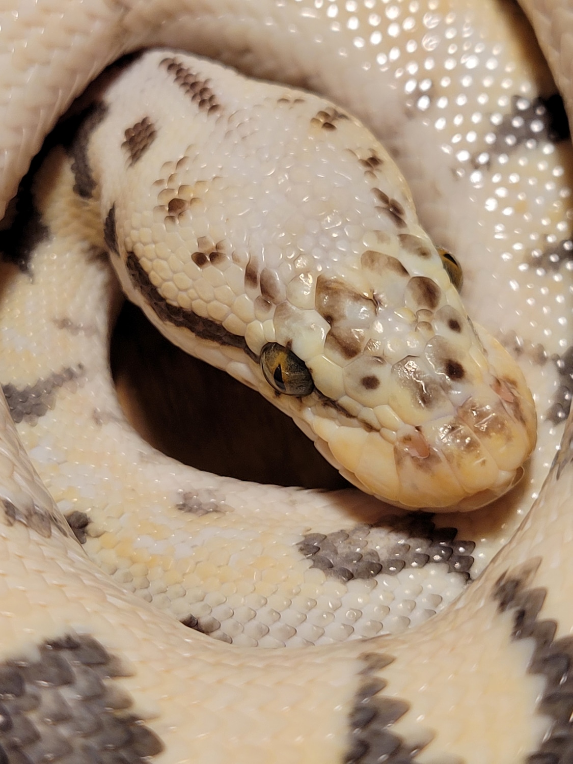 KillerBee 100% Het-Clown Ball Python by Cool Creatures - MorphMarket