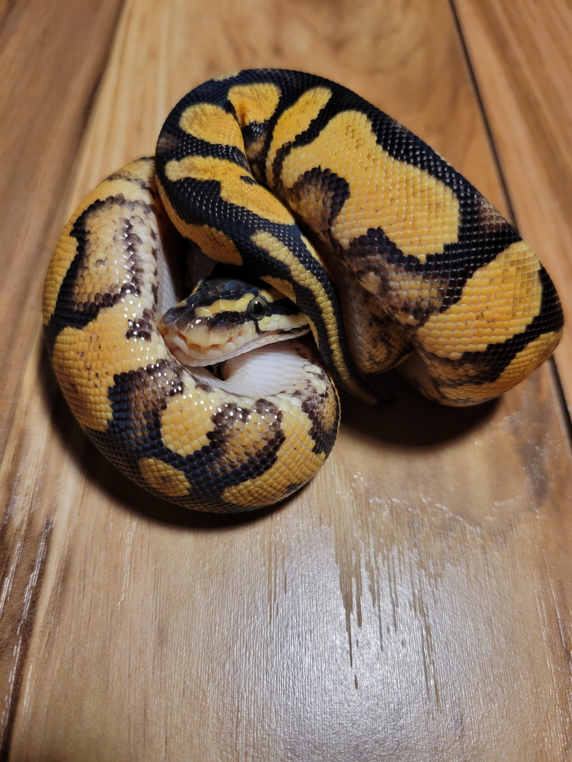 Pastel Enchi Yellowbelly #2 Ball Python by Cool Creatures - MorphMarket