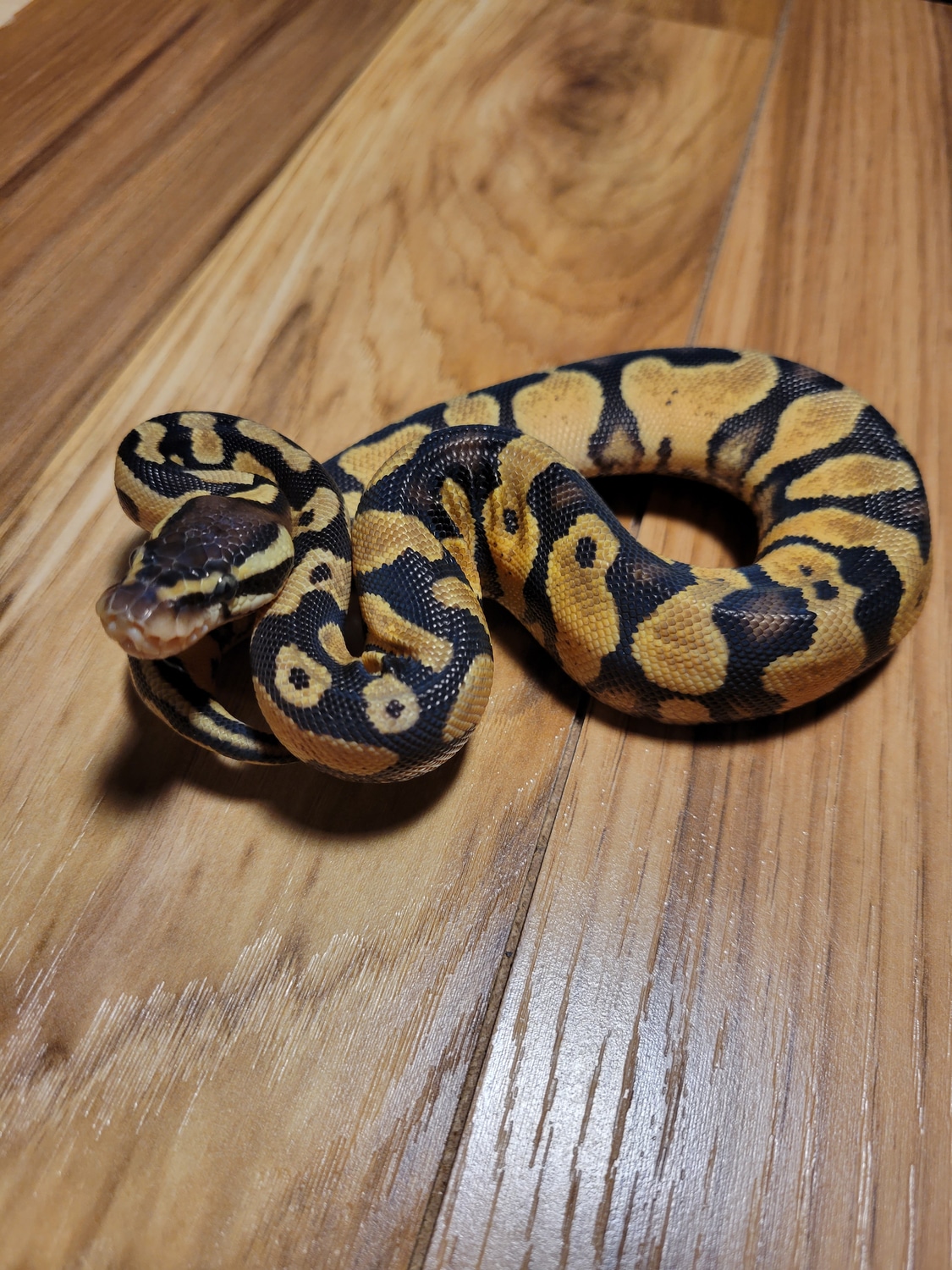 Pastel Enchi Yellowbelly Ball Python by Cool Creatures - MorphMarket