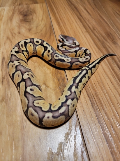 Firefly Ball Python by Cool Creatures