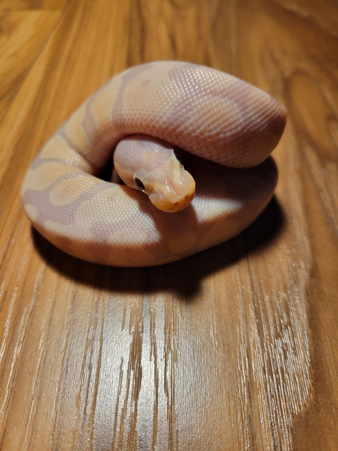 Coral Glow Ball Python by Cool Creatures - MorphMarket