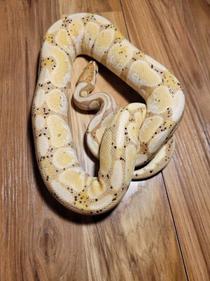 Coral Glow Ball Python by Cool Creatures