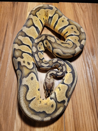 Super Pastel Enchi Ball Python by Cool Creatures