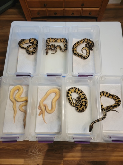 Group Of 7 Ball Pythons by Cool Creatures