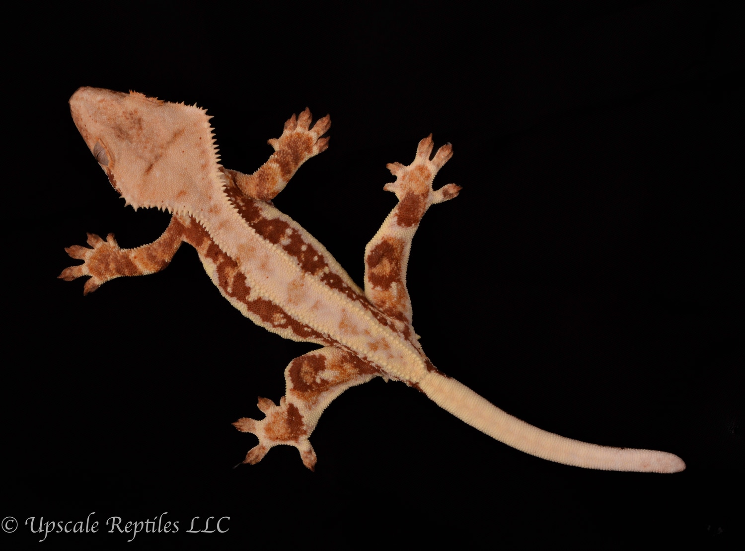 Lily White Crested Gecko by Upscale Reptiles LLC - MorphMarket