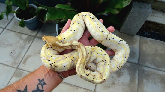 Coral Glow Calico Ball Python by Hoodsreptiles