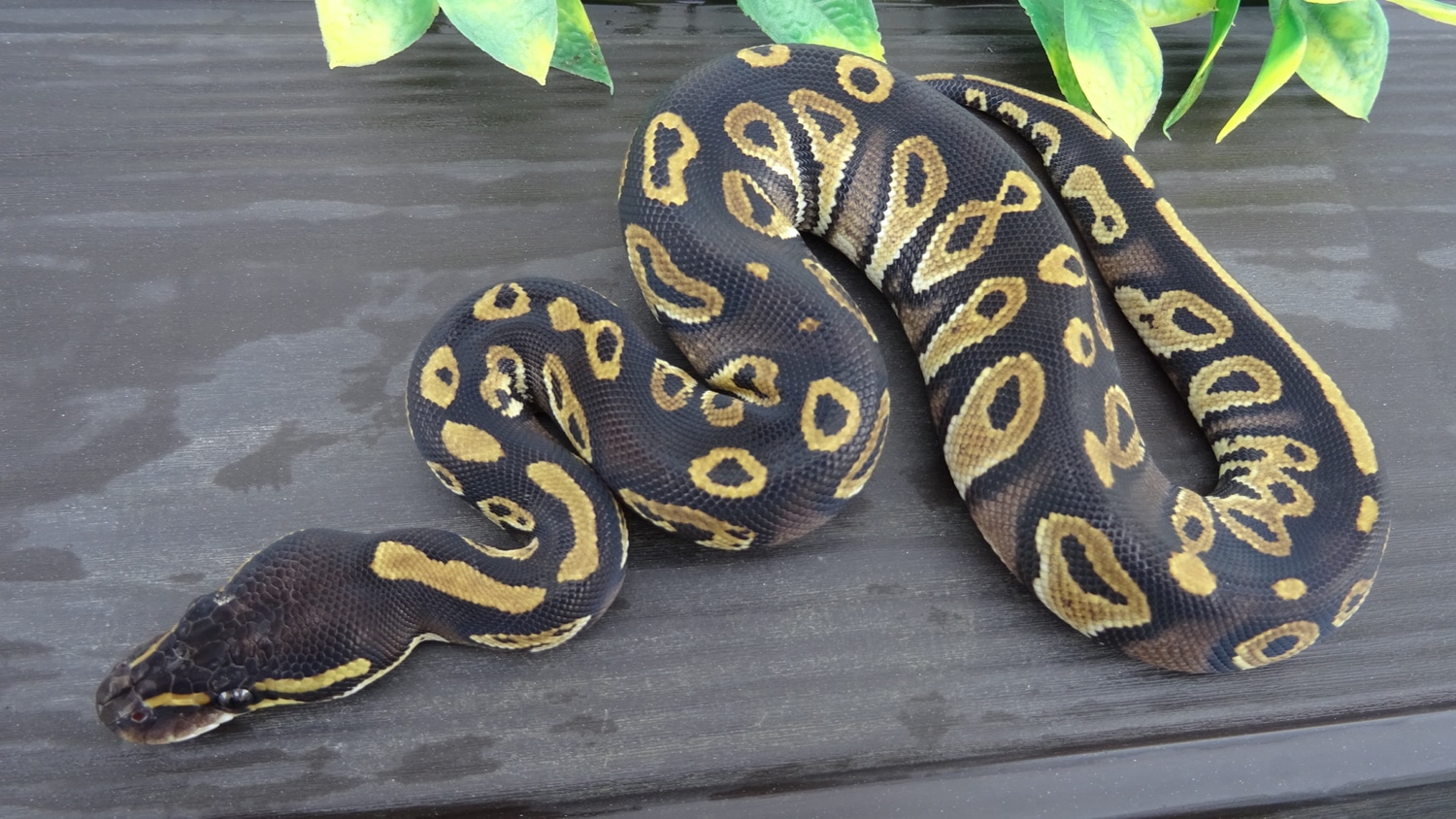 Blackhead Special 50% Het Hypo Ball Python by Hoodsreptiles - MorphMarket