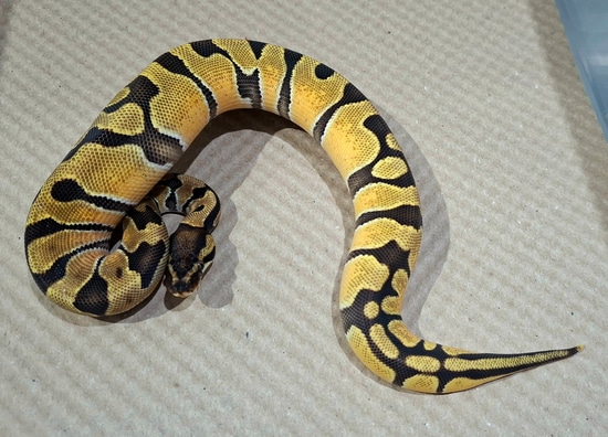 2024 Poss Het DH DG Pied Pair Ball Python by Hoodsreptiles