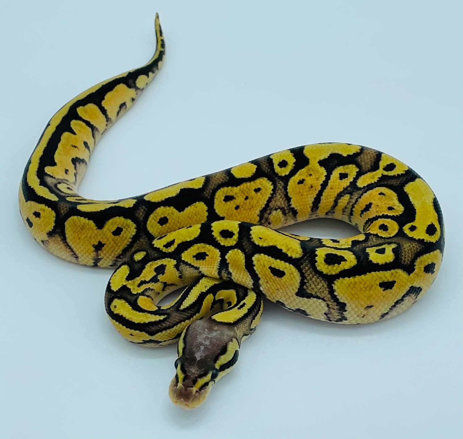 Pastel Vanilla Ball Python by DHook Reptiles - MorphMarket