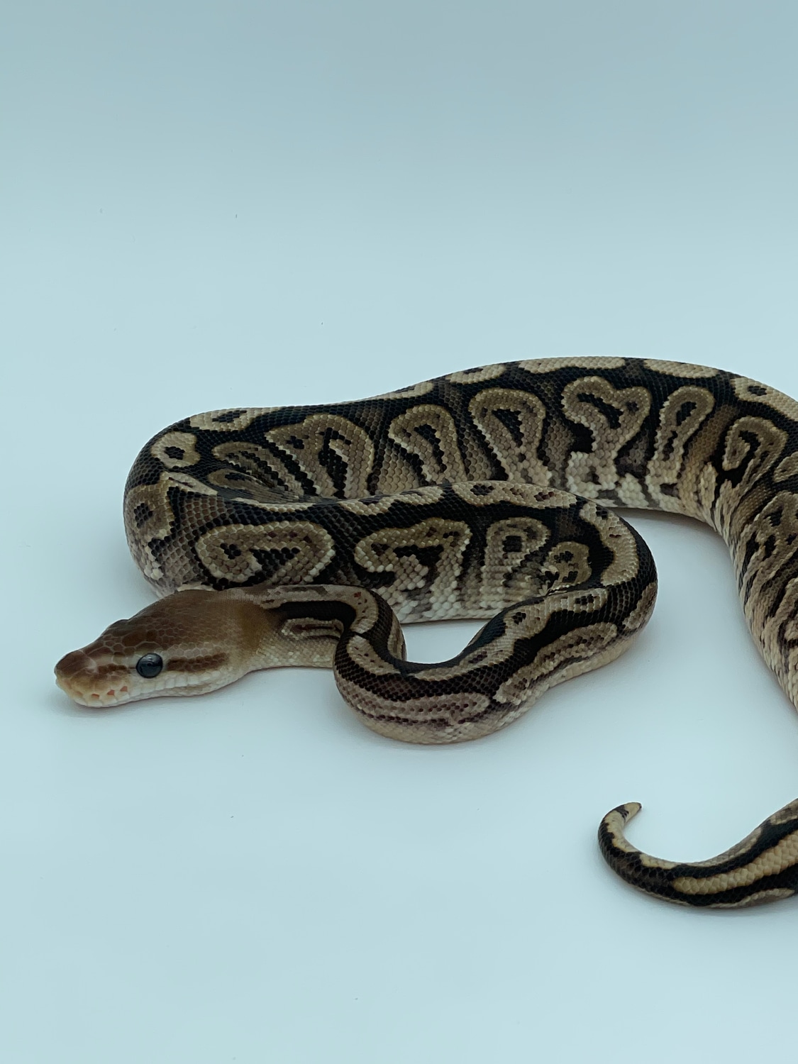 Butter Cinnamon Granite Ball Python by DHook Reptiles - MorphMarket
