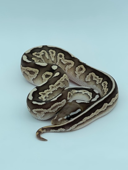 Soul Sucker Ball Python by DHook Reptiles