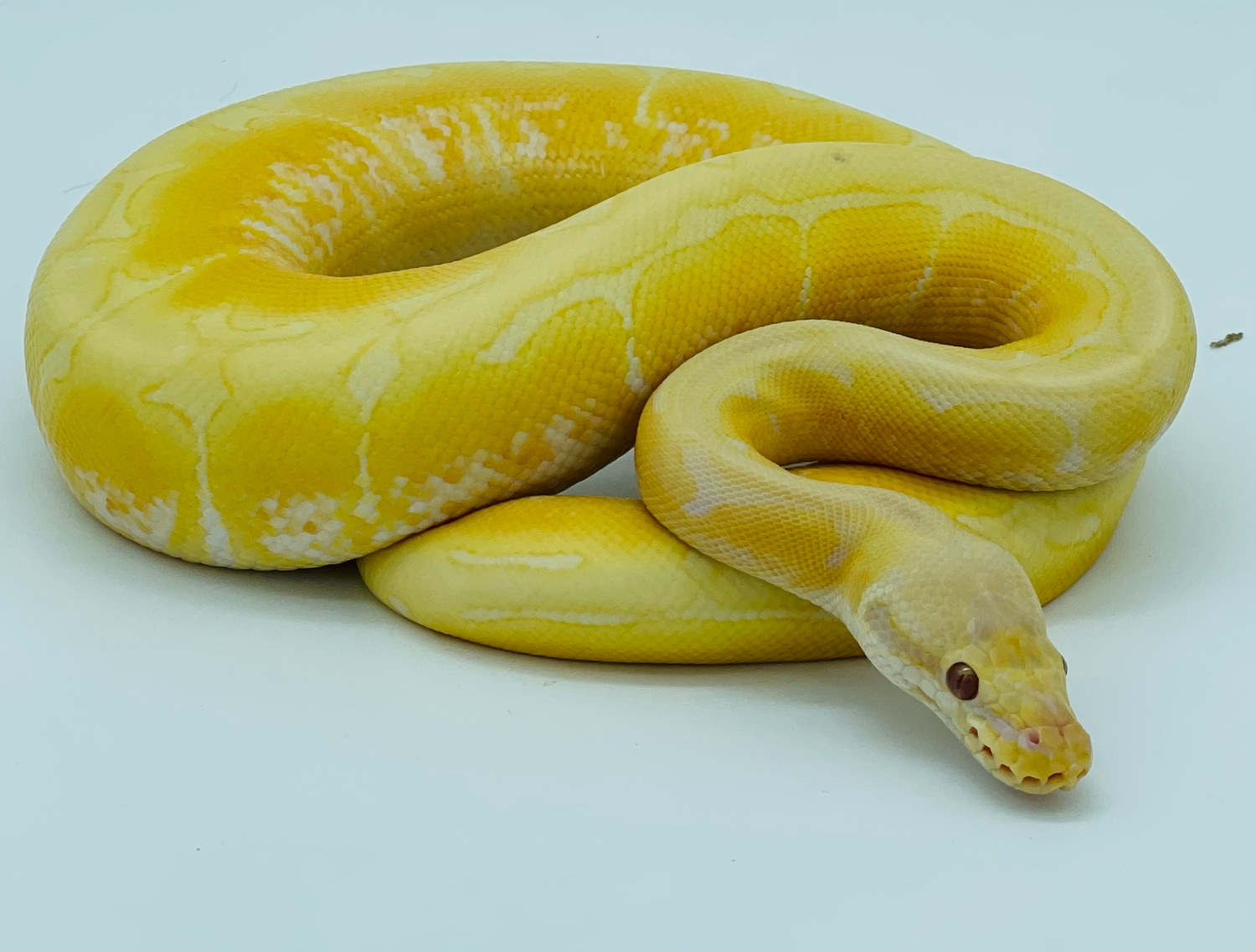 Bumblebee Lavender Albino Ball Python by DHook Reptiles - MorphMarket