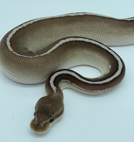 Firemon Soul Sucker Ball Python by DHook Reptiles