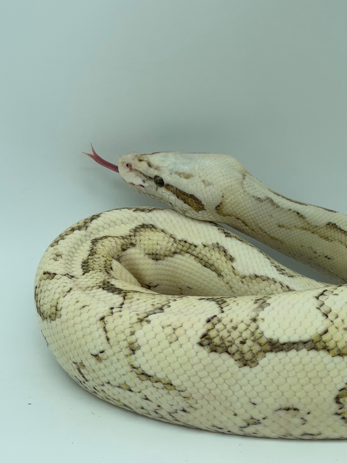 Vanilla Scream Ball Python by DHook Reptiles - MorphMarket