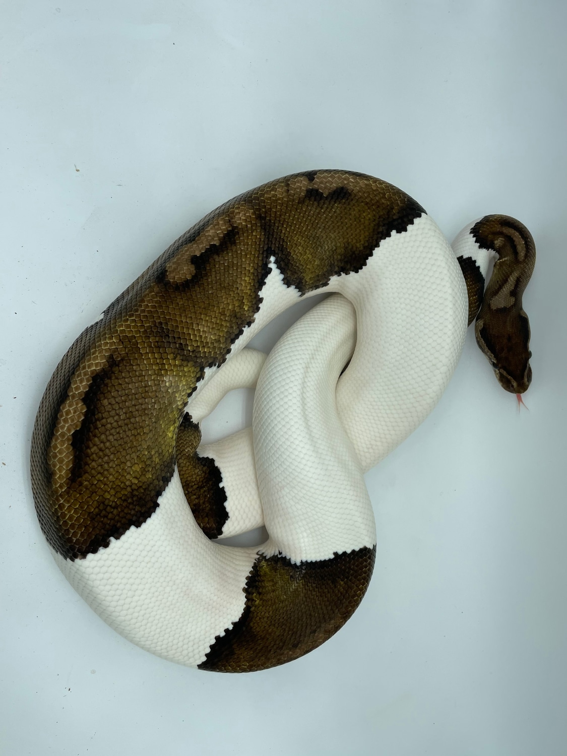 Black Pewter Piebald Ball Python by DHook Reptiles - MorphMarket