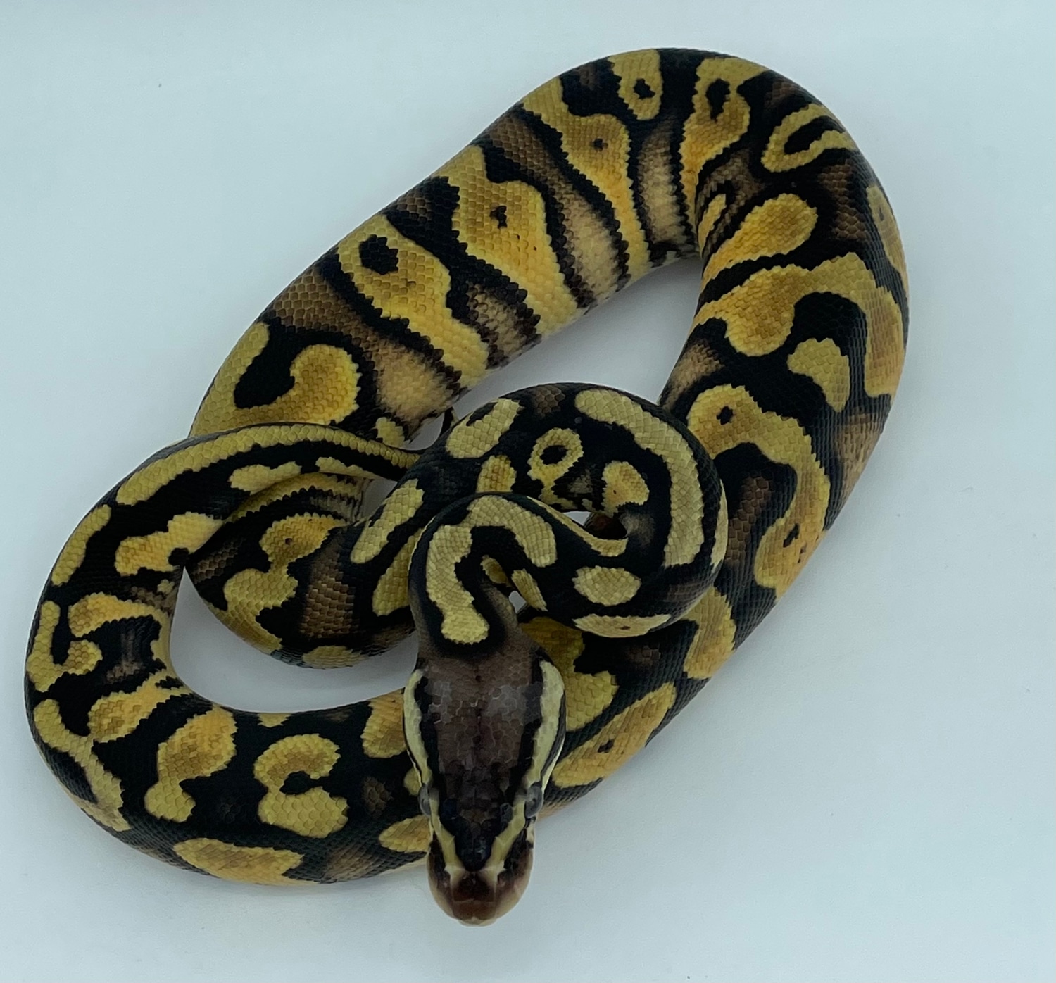 Pastel Gravel Het Piebald Ball Python by DHook Reptiles - MorphMarket