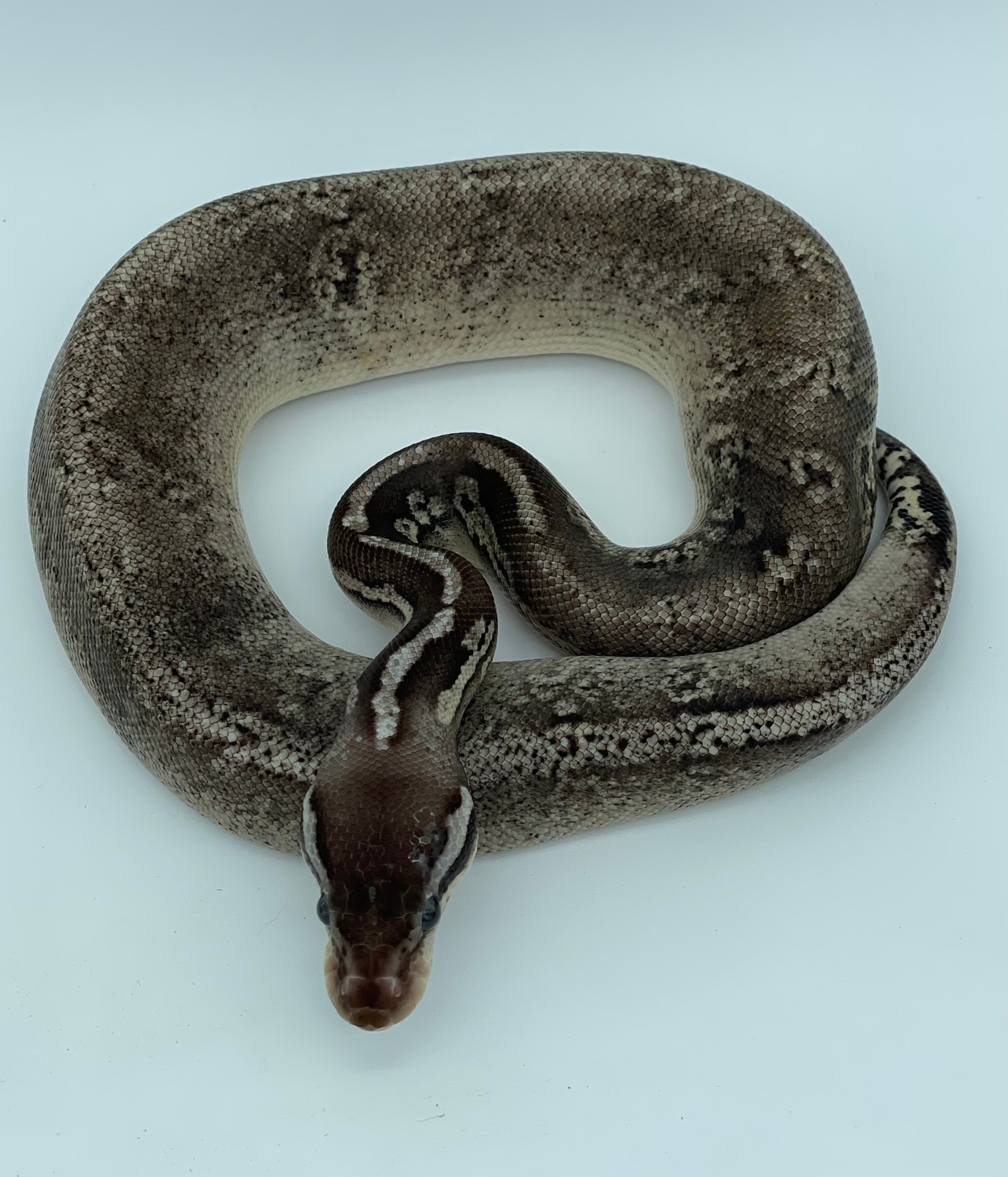 Black Pastel Super Pastel Gravel Het Piebald Ball Python by DHook ...