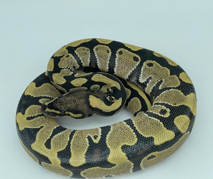Pastel Desert Ghost Ball Python by DHook Reptiles - MorphMarket