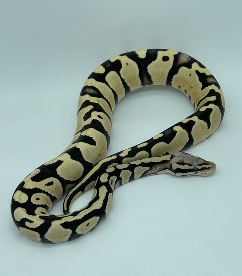 Super Pastel Desert Ghost Ball Python by DHook Reptiles