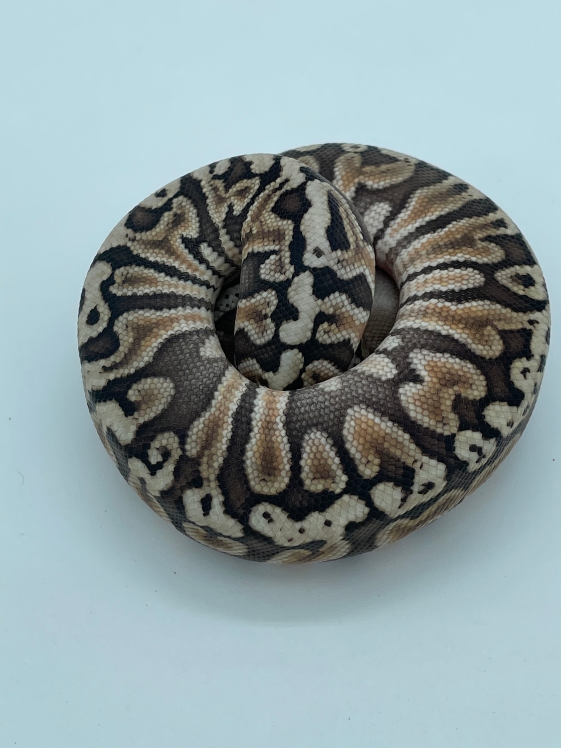 Pastel Hidden Gene Woma GHI Ball Python by DHook Reptiles - MorphMarket