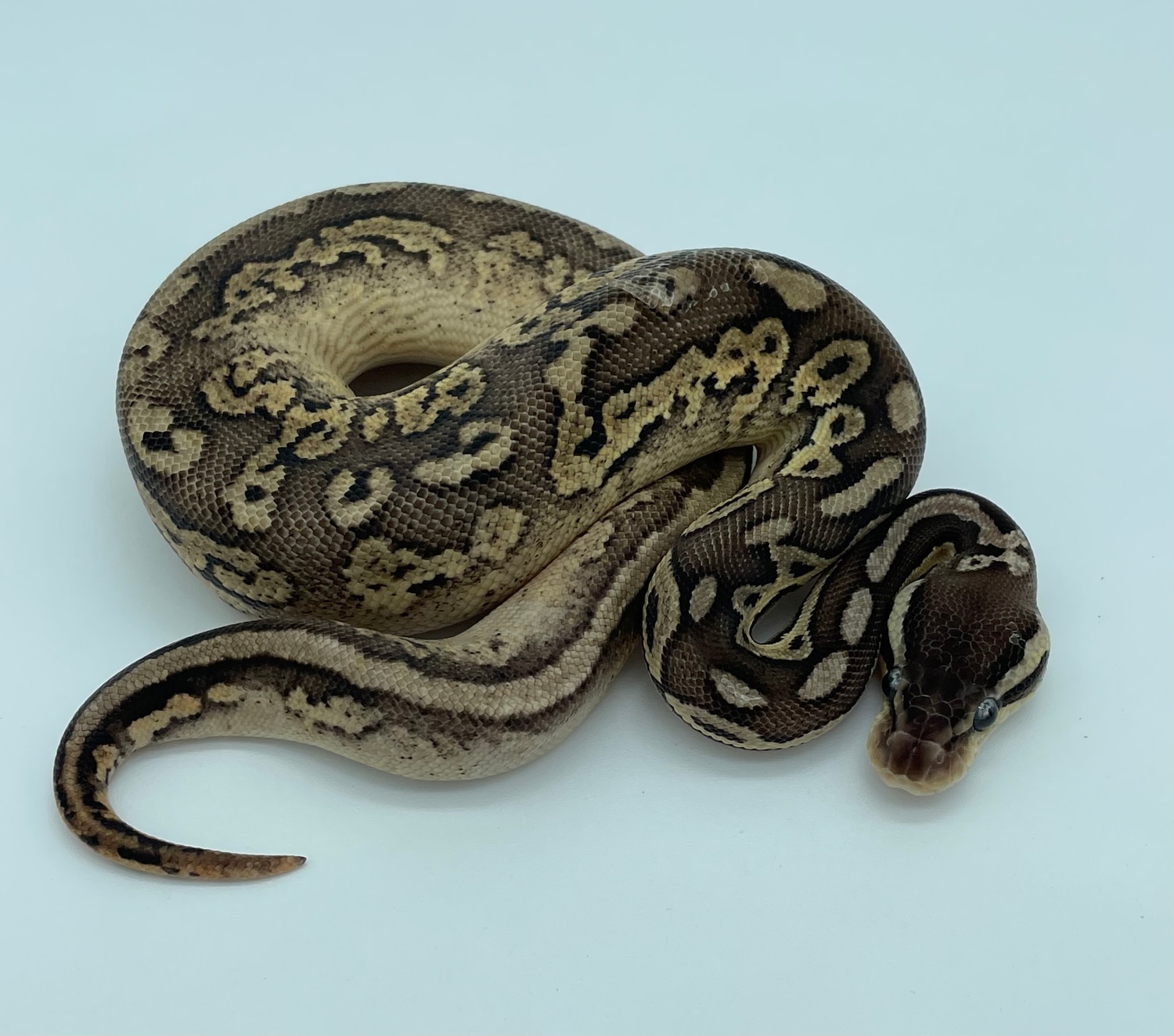 Black Pewter Het Piebald Ball Python by DHook Reptiles - MorphMarket