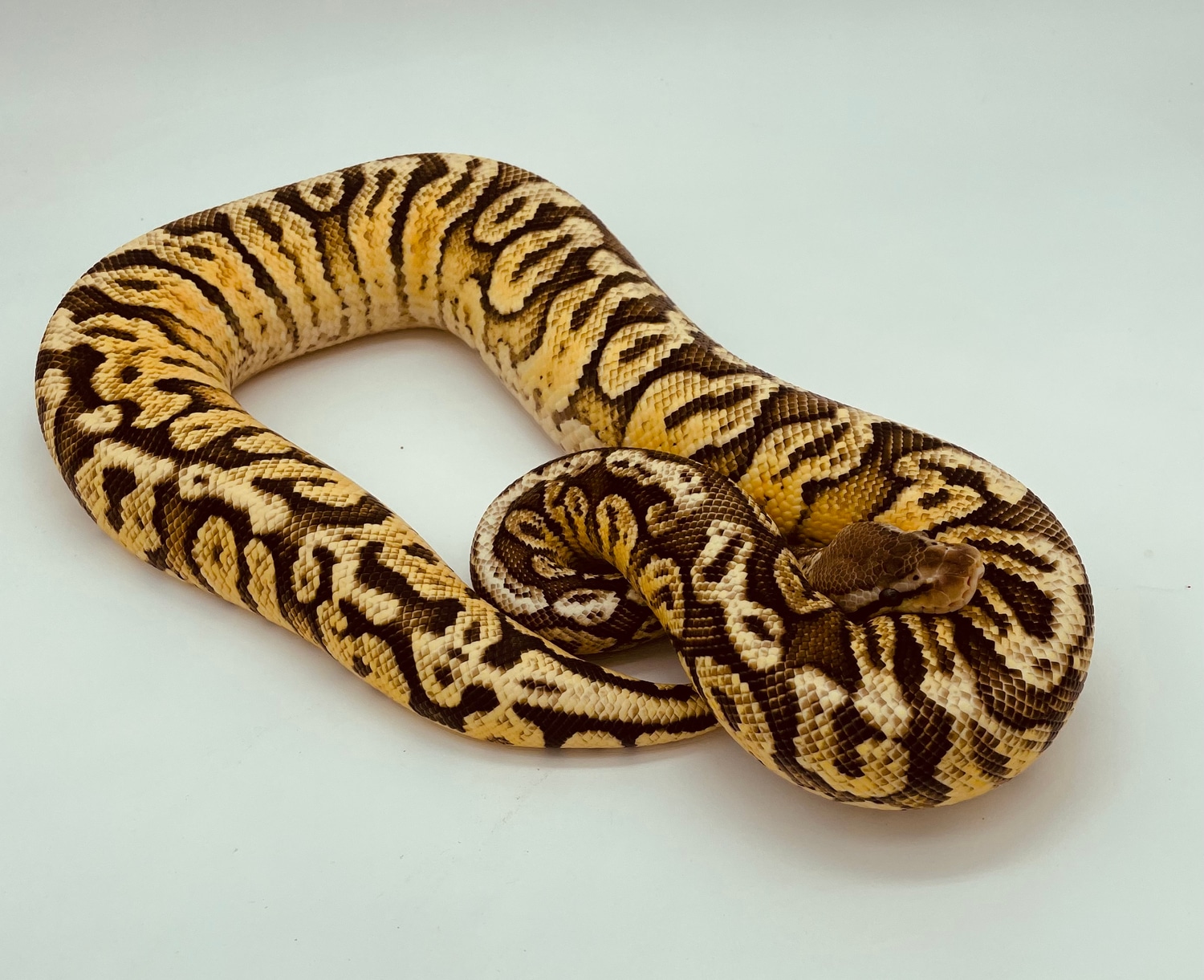 Inferno Fire Ball Python by DHook Reptiles - MorphMarket