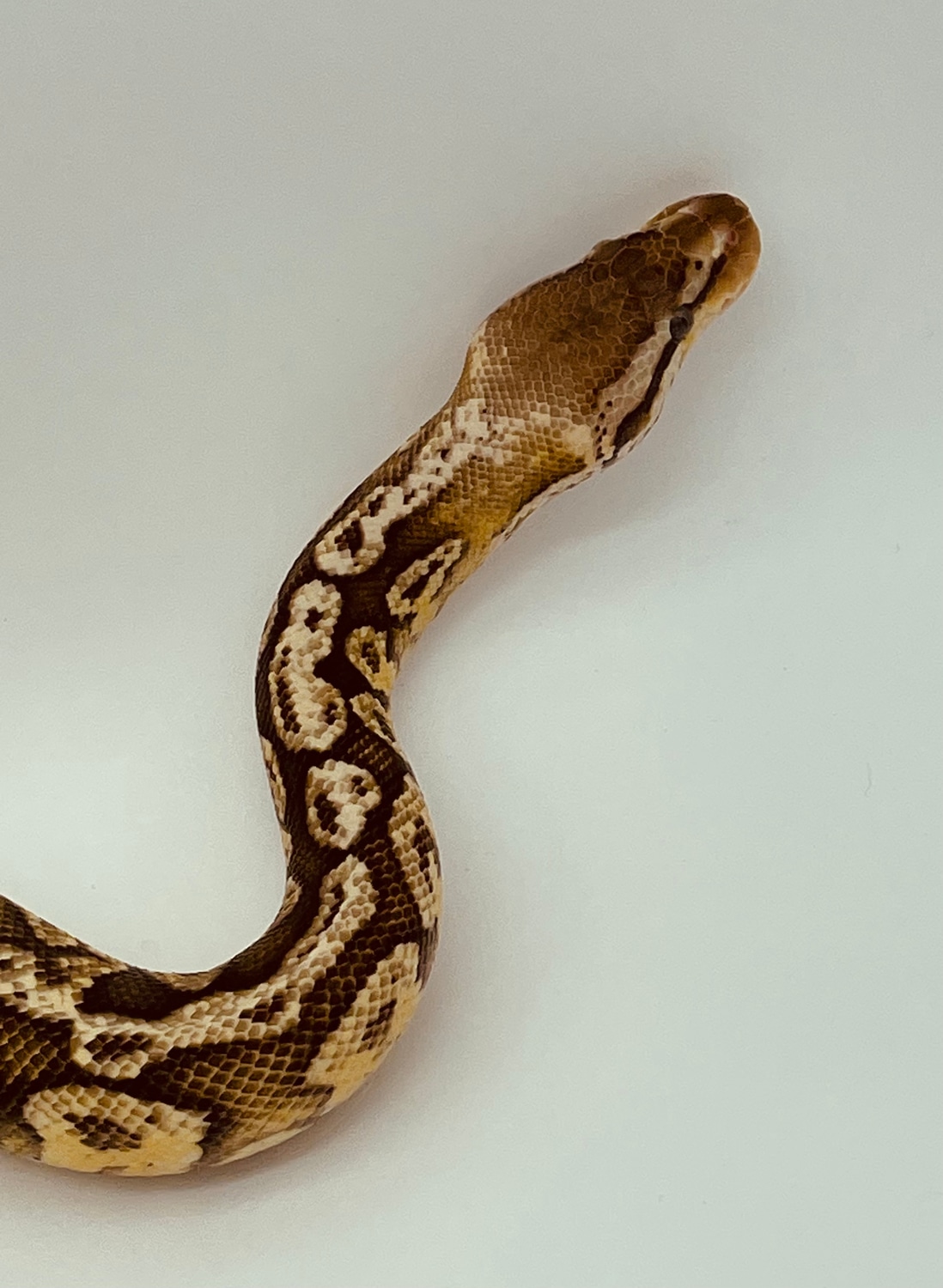 Inferno Fire Ball Python by DHook Reptiles - MorphMarket