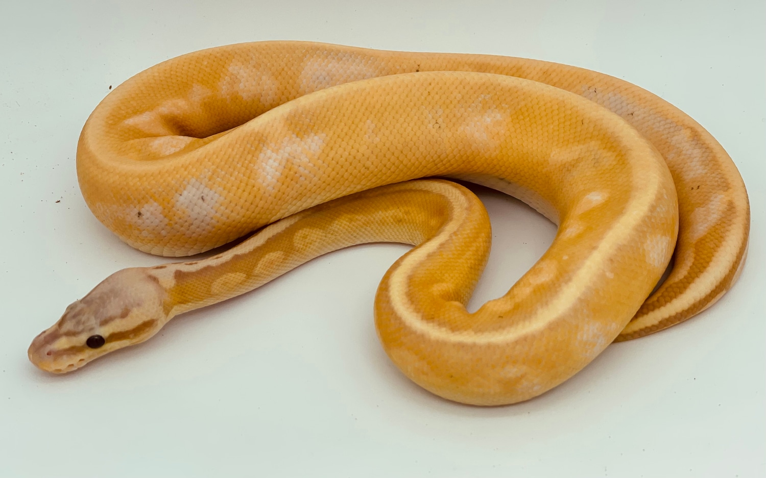 Super Pastel Sugar Coral Glow Mojave Ball Python by DHook Reptiles ...
