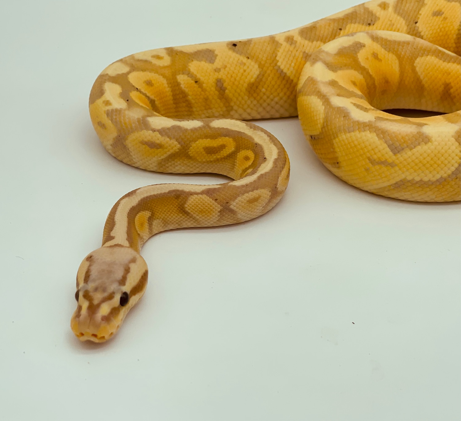 Super Pastel Coral Glow Ball Python by DHook Reptiles - MorphMarket