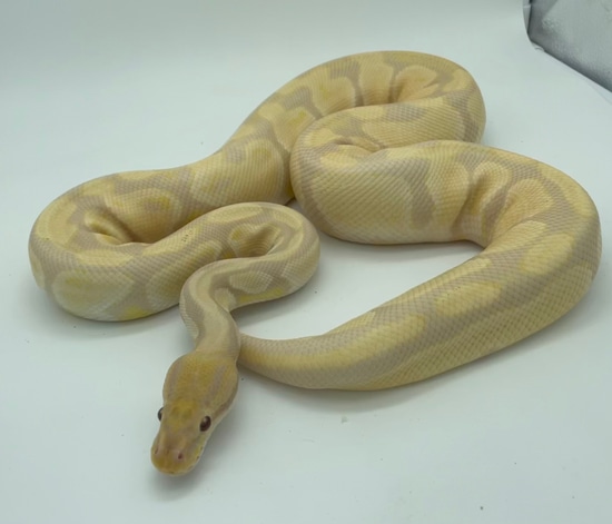Pastel Lavender Albino Ball Python by DHook Reptiles