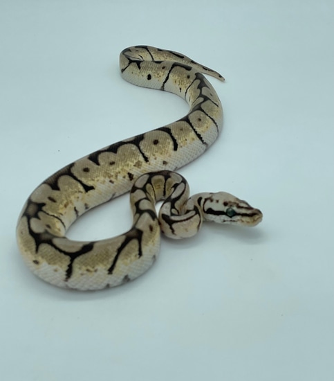 Bumblebee Het Desert Ghost Het VPI Axanthic Ball Python by DHook Reptiles