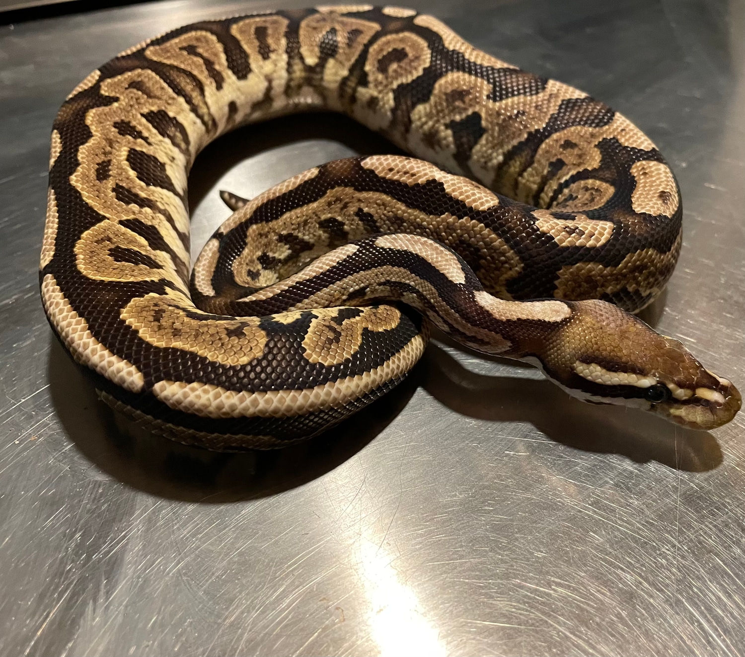 DHook Reptiles's Collection - MorphMarket