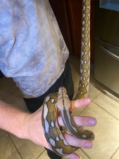 Dwarf Reticulated Python My Boy Eats Very Well Frozen Thawed Or Live ...