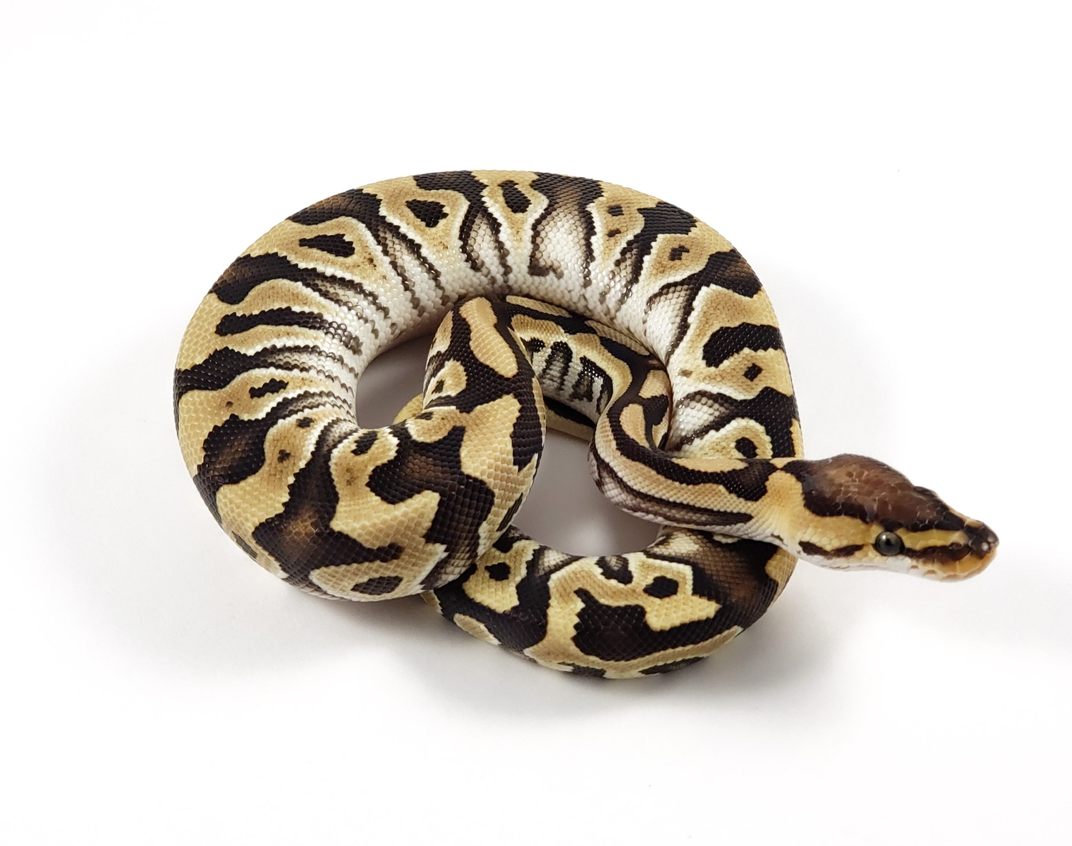 Phantom Triple Het Cryptic Clown Dg Ball Python by Razor's Edge ...