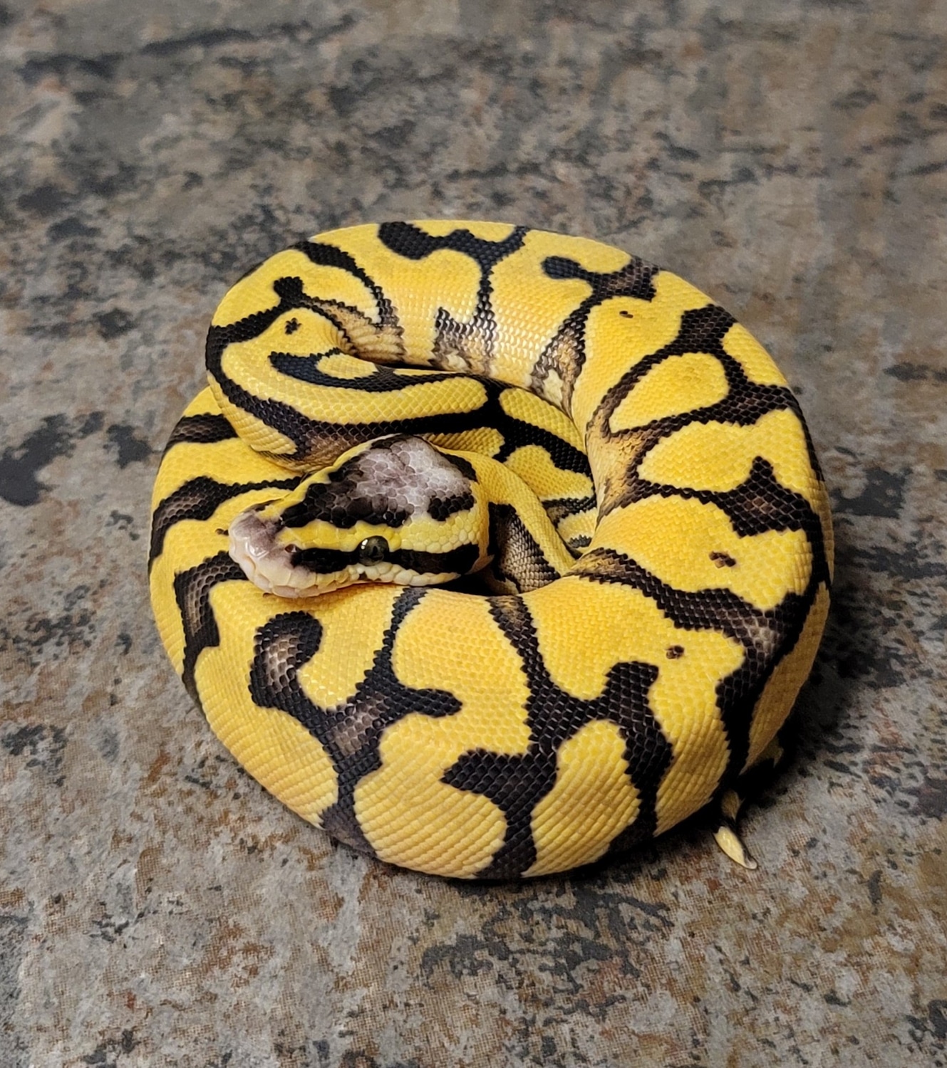 Super Pastel Enchi Het Dg Ball Python by Razor's Edge Innovations ...