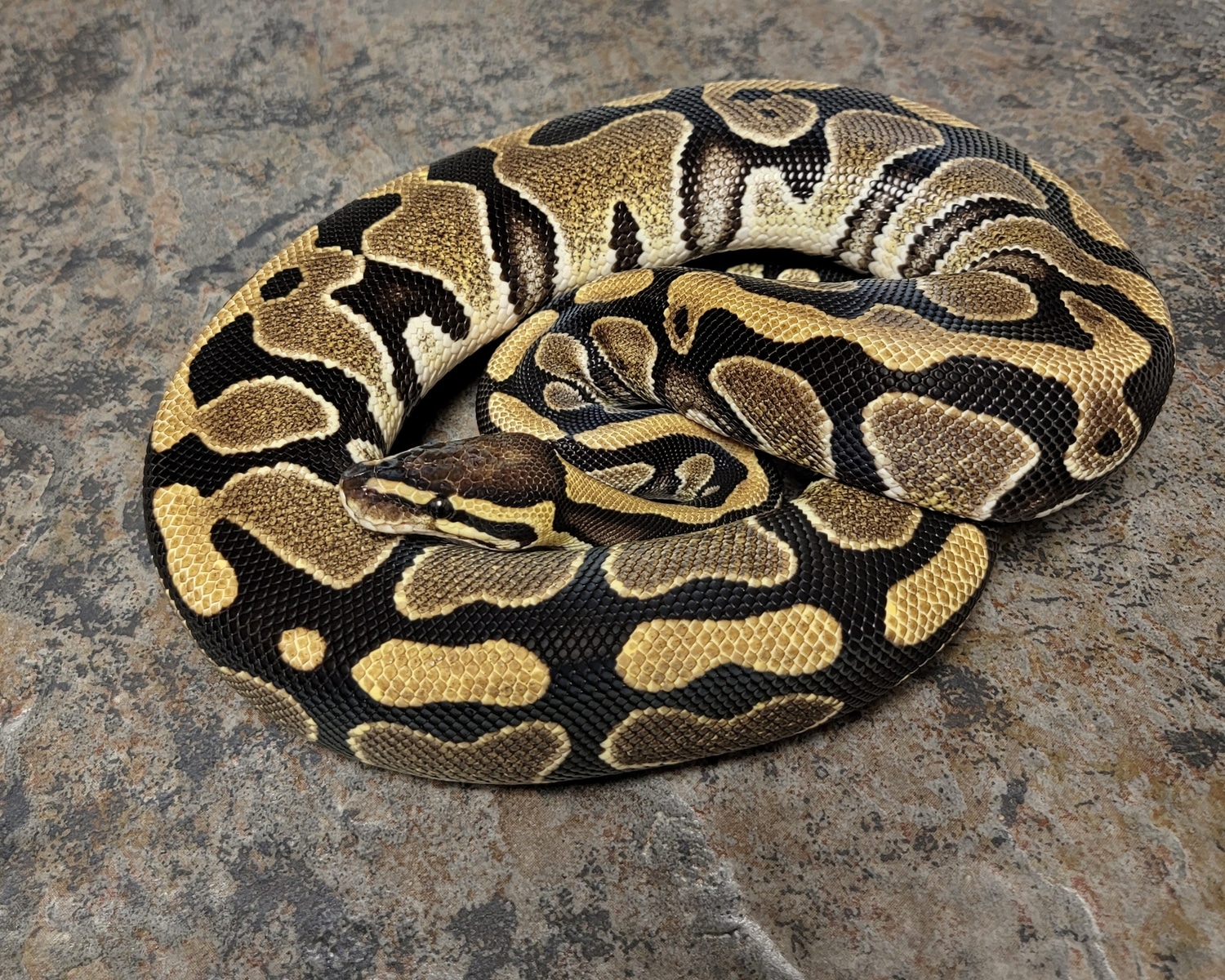 Dbl Het Dg Pied 50% Cryptic 50% Ultramel Ball Python by Razor's Edge ...