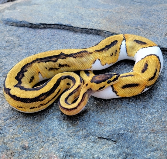 Cryptic Pied Het Ultramel 50% DG Ball Python by Razor's Edge Innovations