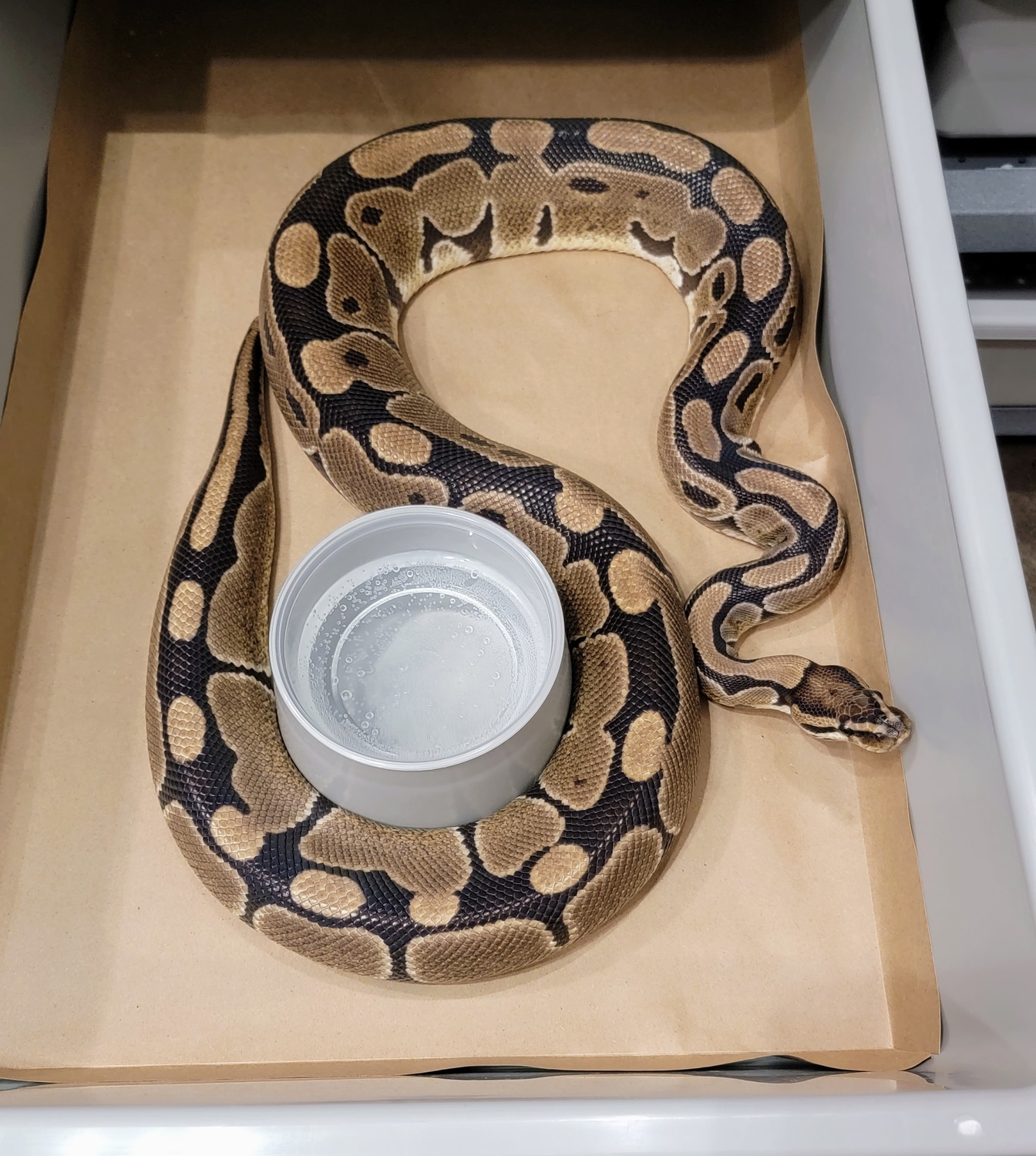 Normal Ball Python by Razor's Edge Innovations - MorphMarket