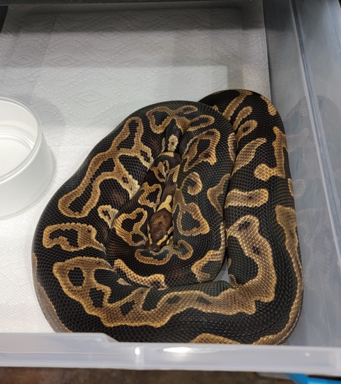 Leopard Pos Super Leopard Ball Python by Razor's Edge Innovations