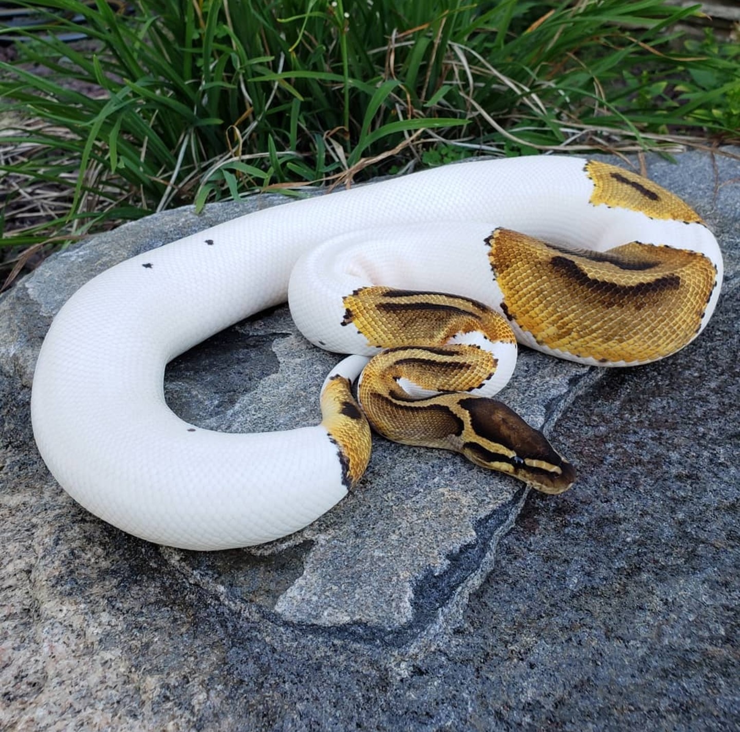 Pied Het Ultramel Ball Python by Razor's Edge Innovations - MorphMarket