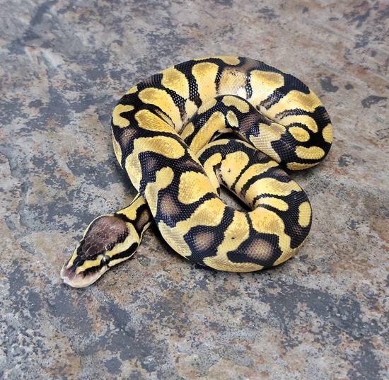 Pastel Dbl Het Dg Pied Ball Python by Razor's Edge Innovations