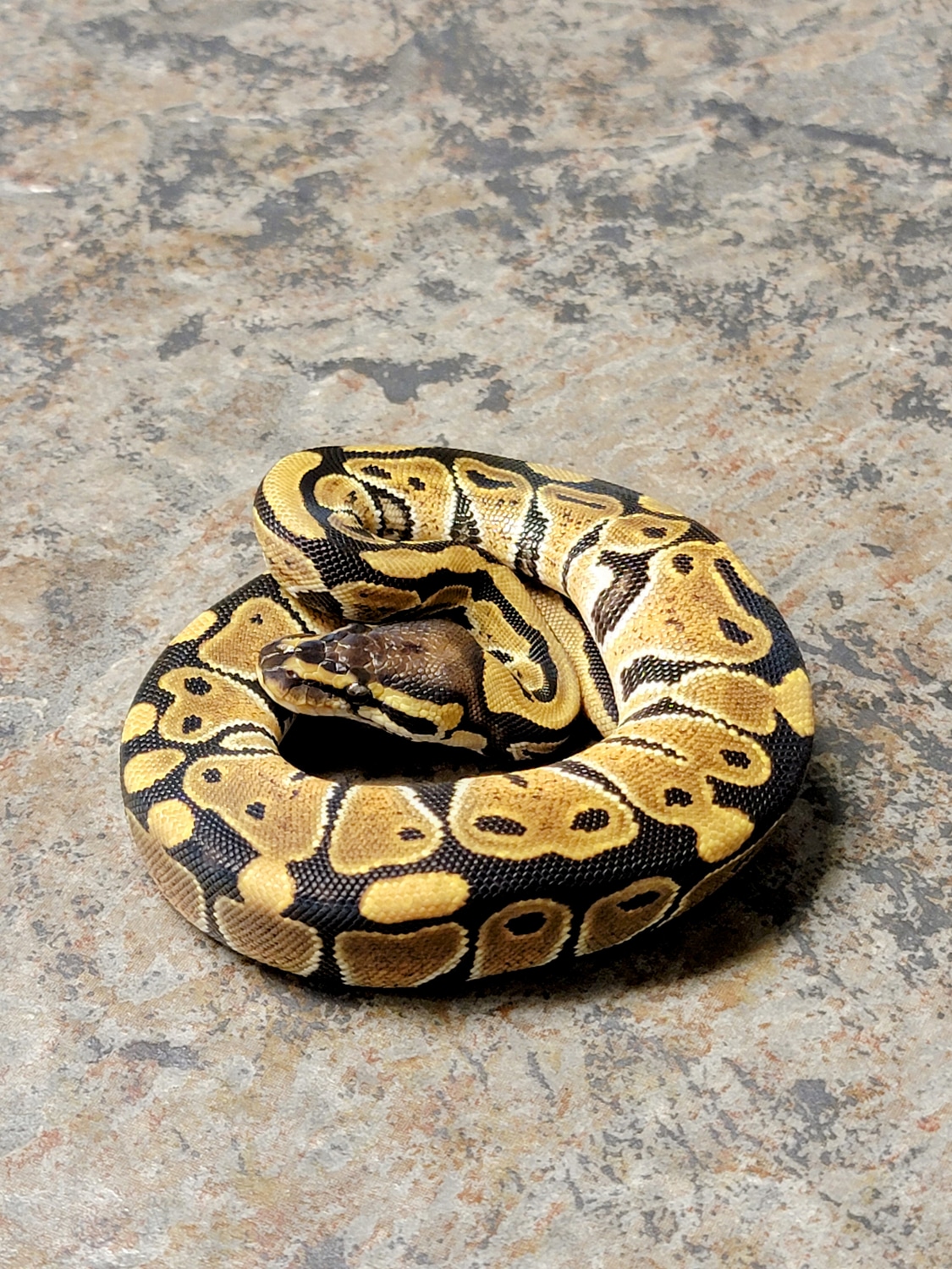 2022 Het Puzzle Female Ball Python by Razor's Edge Innovations ...