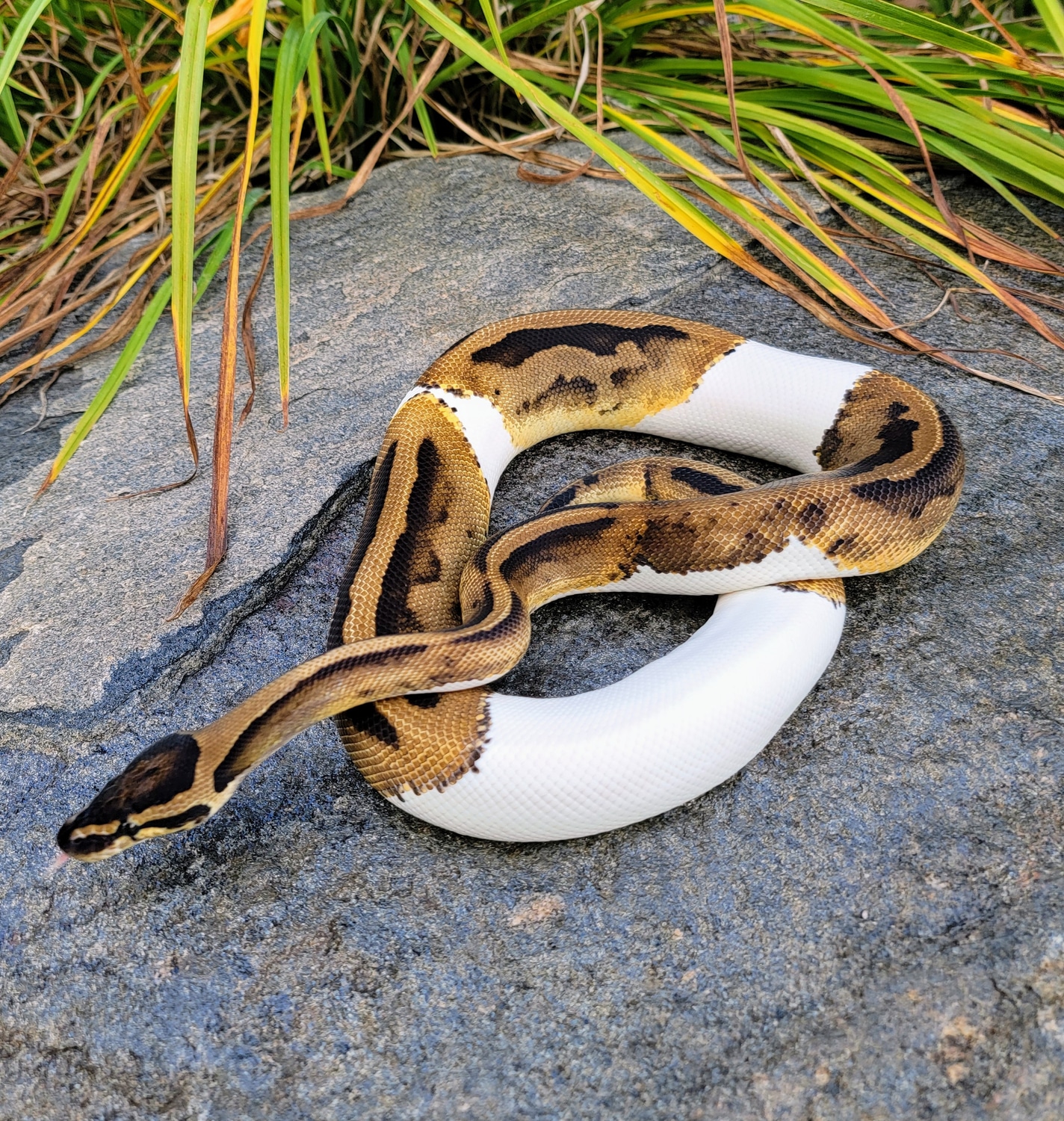 Pied Het Dg Ball Python by Razor's Edge Innovations - MorphMarket