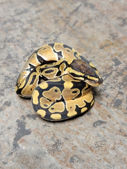 Dbl Het VPI Axanthic Pied 50% Hypo Ball Python by Razor's Edge Innovations