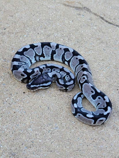 VPI Axanthic Het Pied 50% Hypo Ball Python by Razor's Edge Innovations
